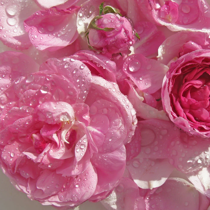 RASTENIE natural ナリシングクリーム ローズ – RASTENIE｜ラステニエ 公式オンラインストア