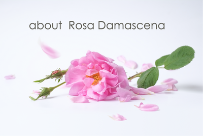 RASTENIE ラステニエ 公式オンラインストア – RASTENIE｜ラステニエ 公式オンラインストア